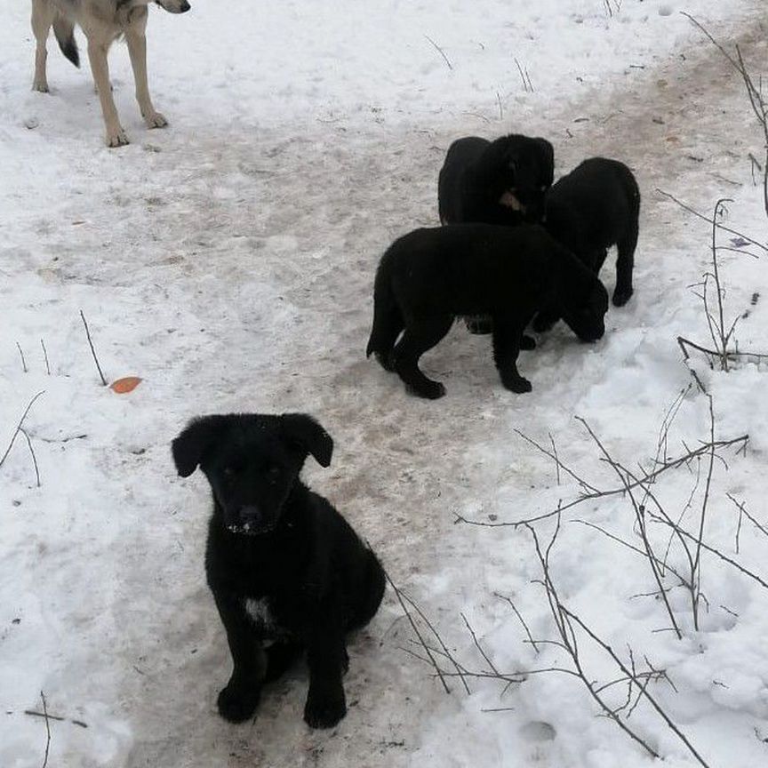 Бросили собаку и щенков