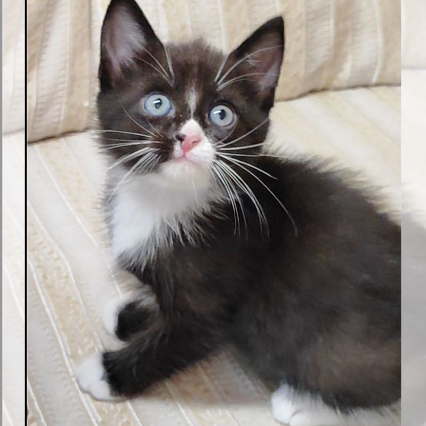 Котёнок 1.5 мес мальчик Ромбик