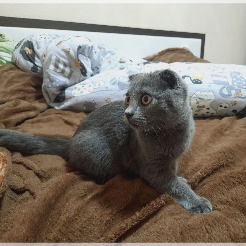 Шотландская вислоухая кошка