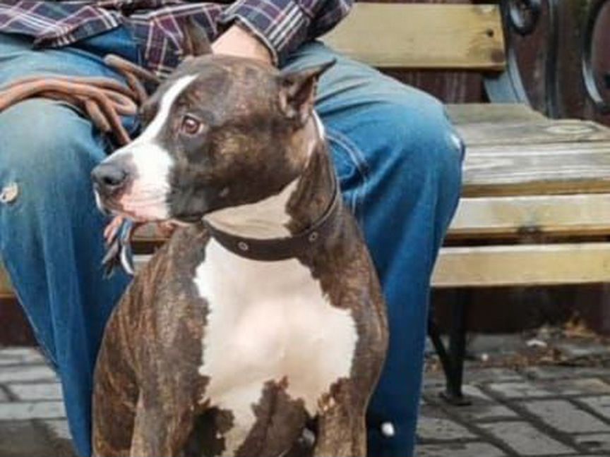 Стаффордширский терьер Тина