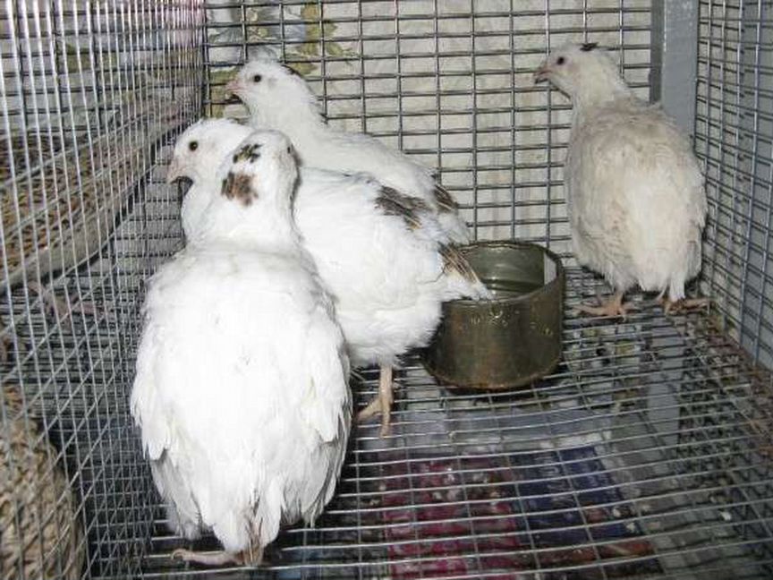 Инкубационные яйца перепелов разных пород