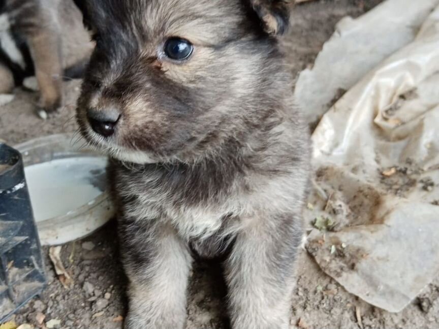 Щенки в добрые руки