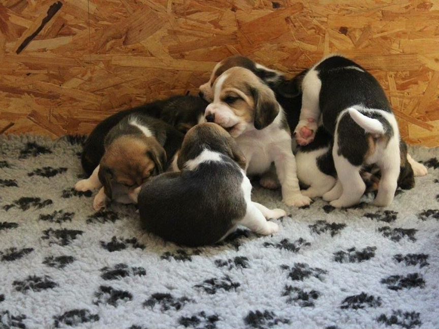 Щенки бигль