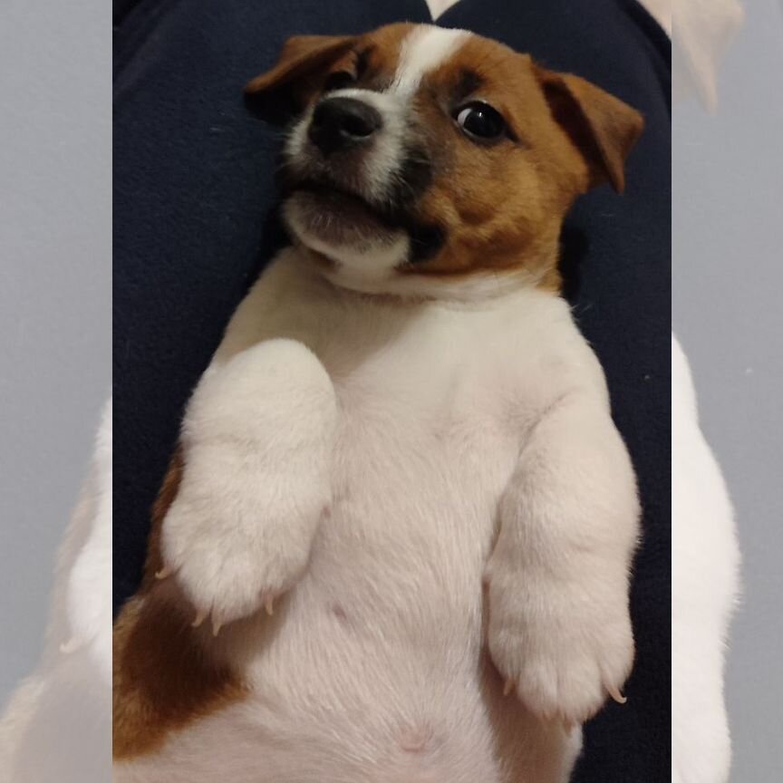 Джек-рассел-терьер, щенок