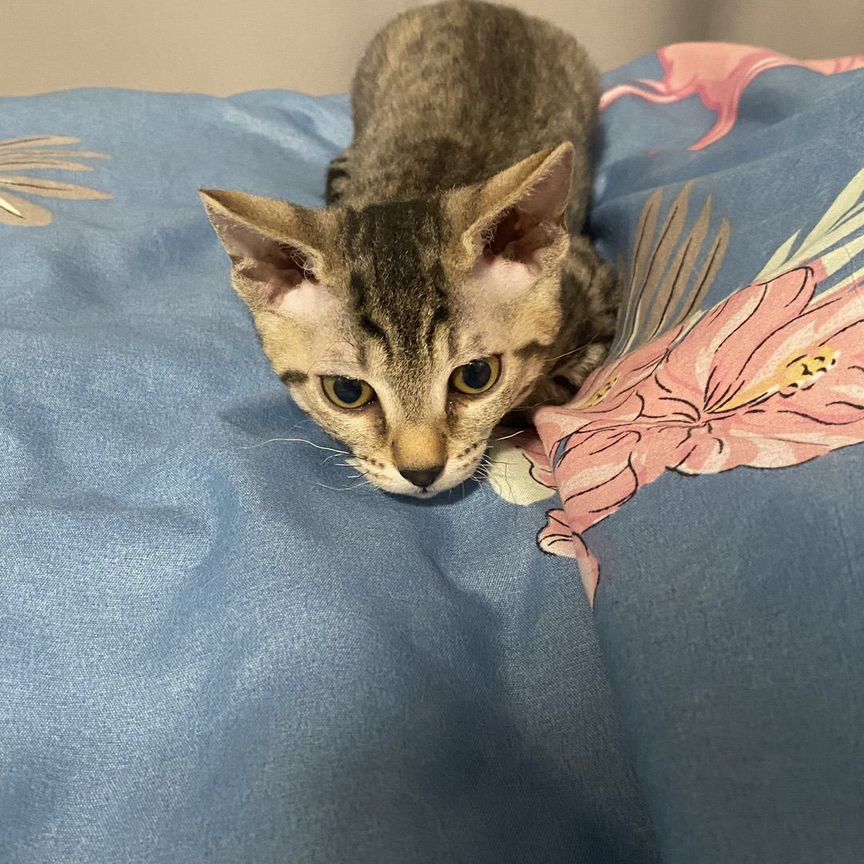 Коты в добрые руки