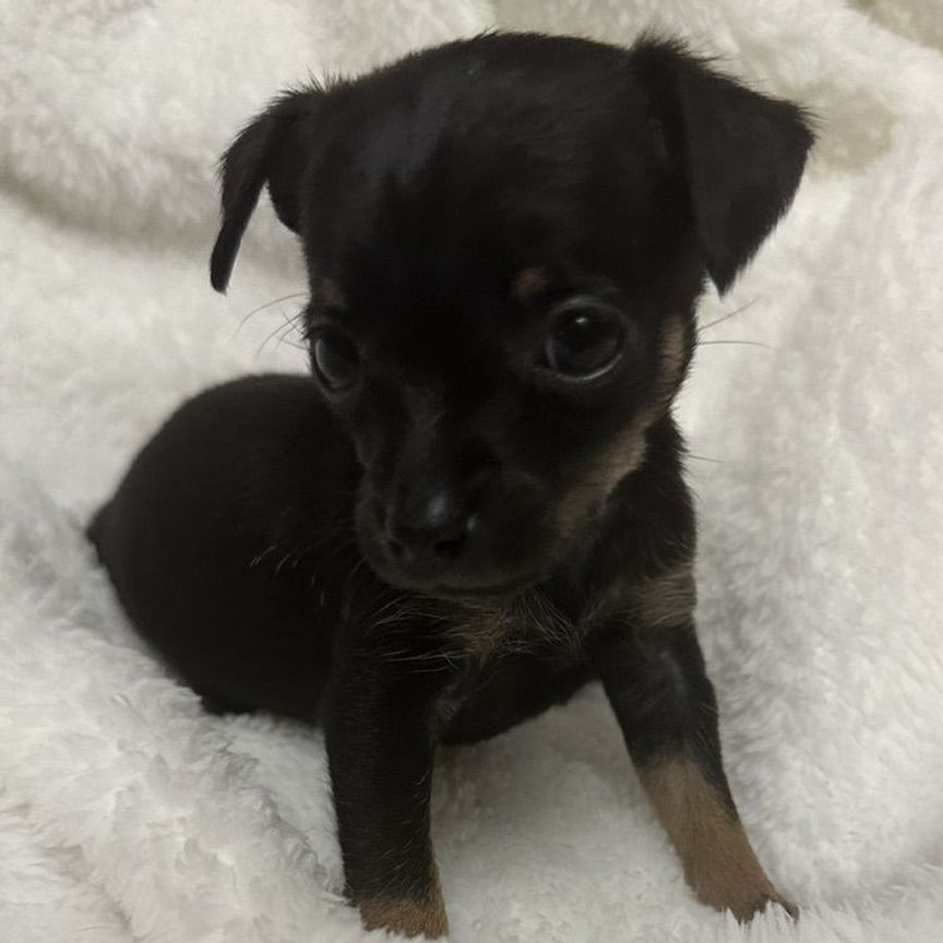 Мини той-терьер щенки