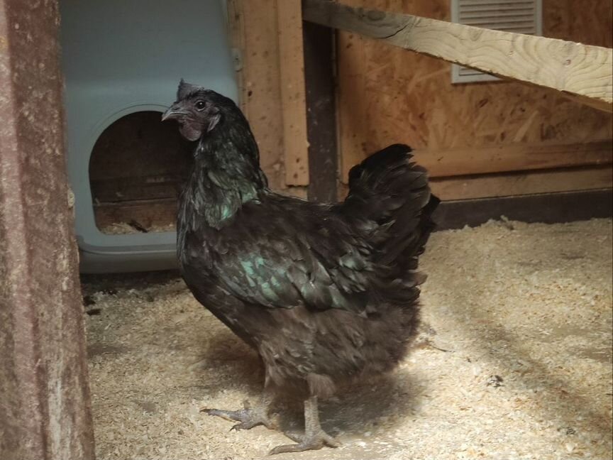 Куры несушки с голубым яйцом