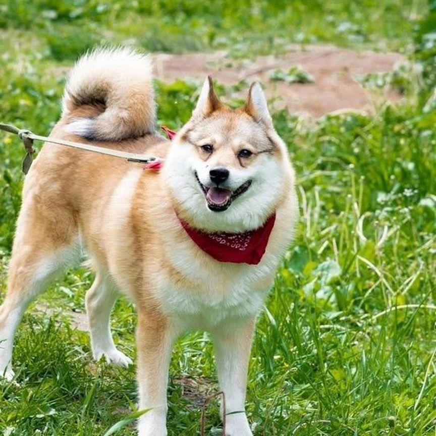 Собачка в добрые руки