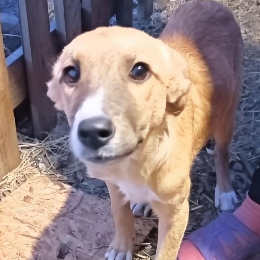 Щенок в добрые руки