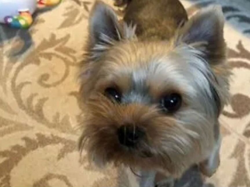 Йоркширский терьер