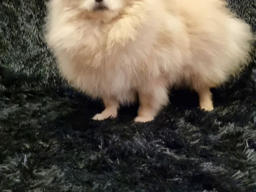 Славный Эрик