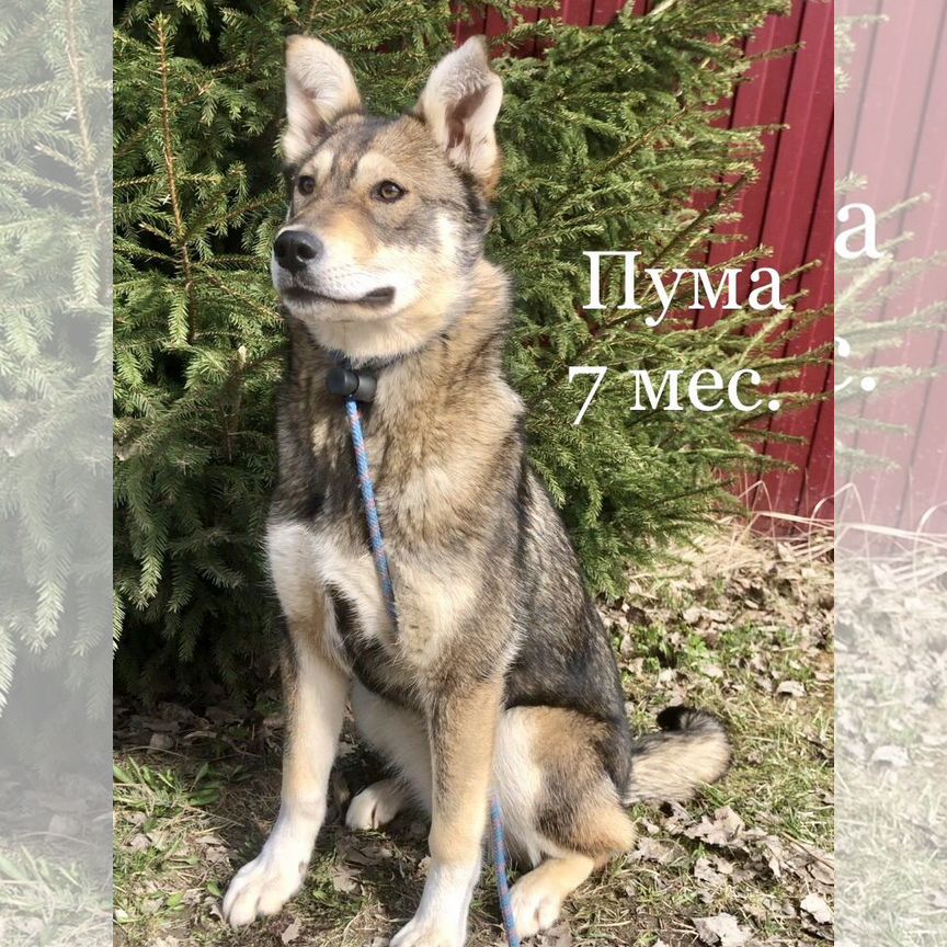 Щенок в добрые руки