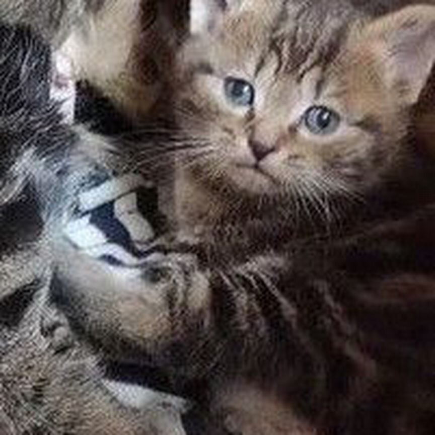 Британский короткошёрстный котёнок