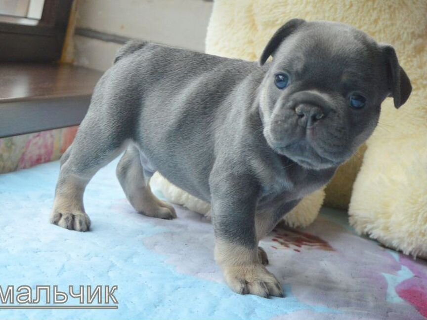Французский бульдог голубой