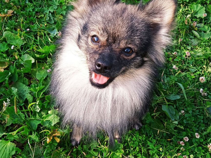 Шпиц (кобель)