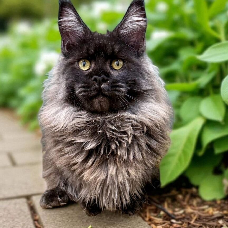 Мейн Кун котик черный дым