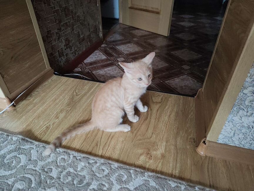 Красивый котик в дар
