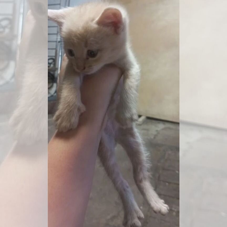 Котёнок в добрые руки
