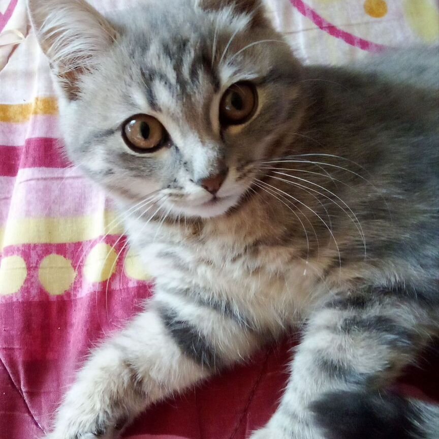 Котенок