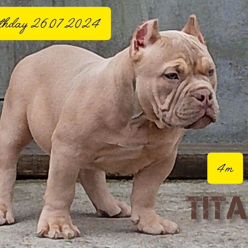 Американский булли