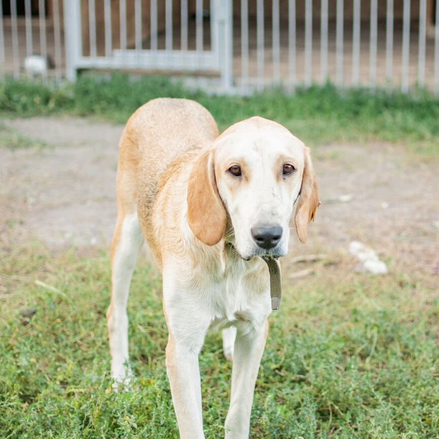 Спокойная Эмми из Курска ищет дом или передержку