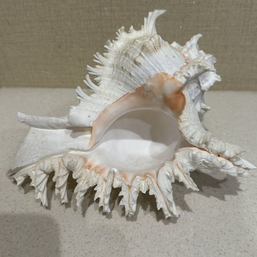 Ракушка мурекс рамозус