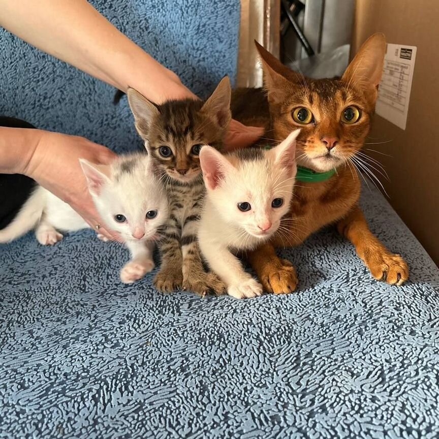 Котята