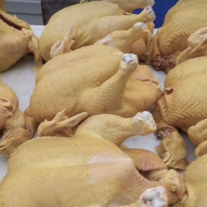 Куры домашние