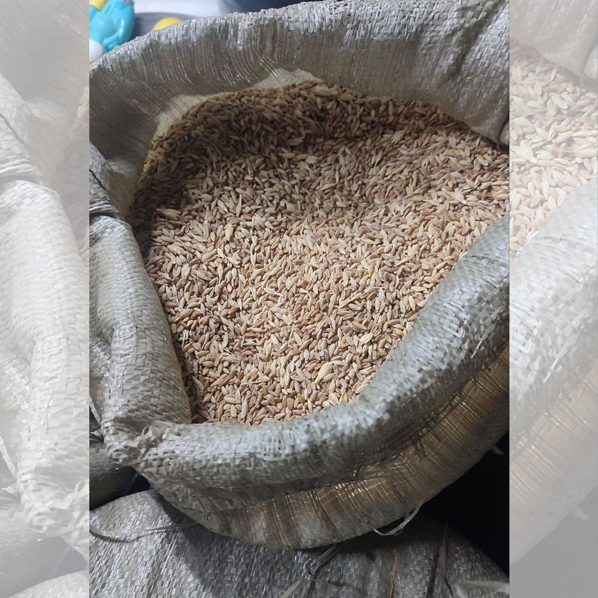 Зерно пшеница ячмень