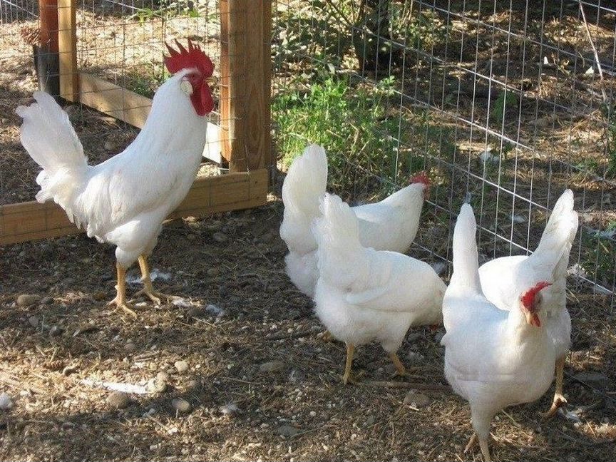 Куры несушки