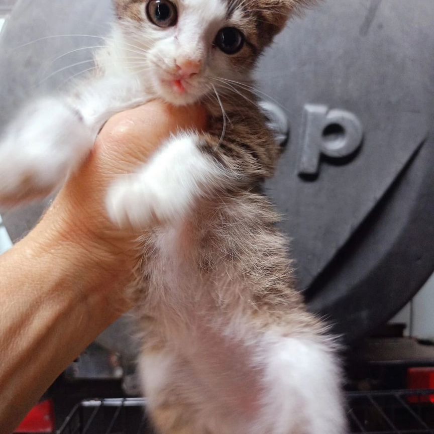Котенок автослесарь