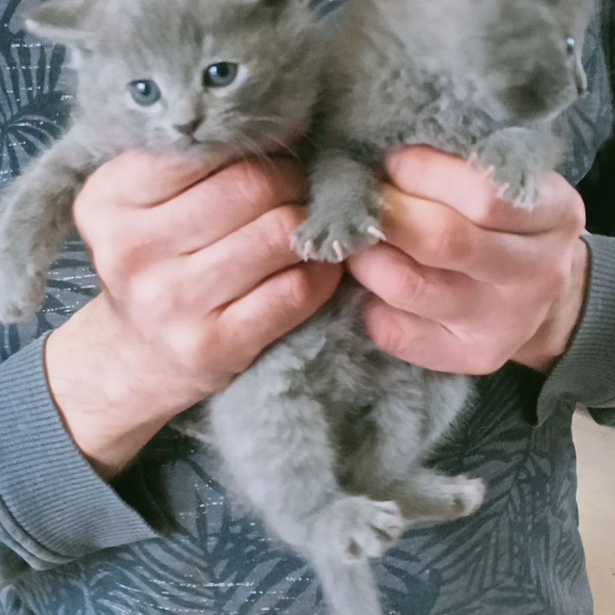 Британские чистокровные котята