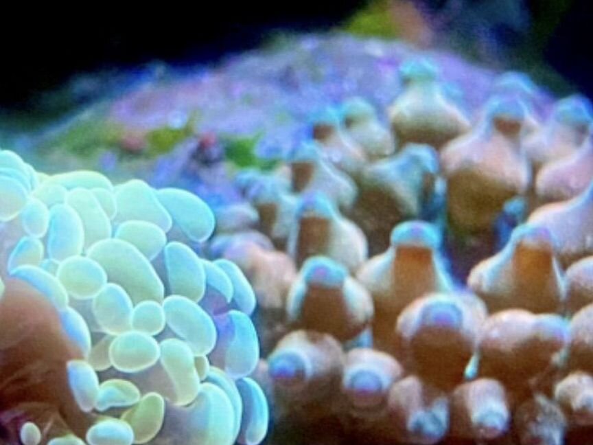 Актиния мини пузырек