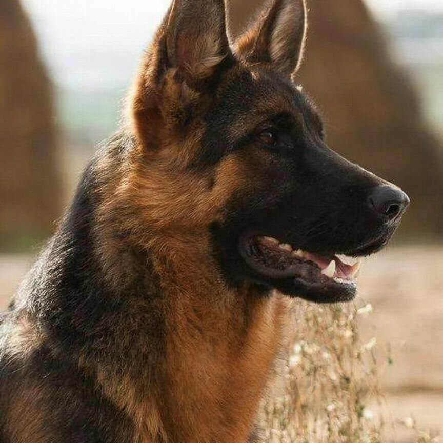 Немецкая овчарка в добрые руки омск