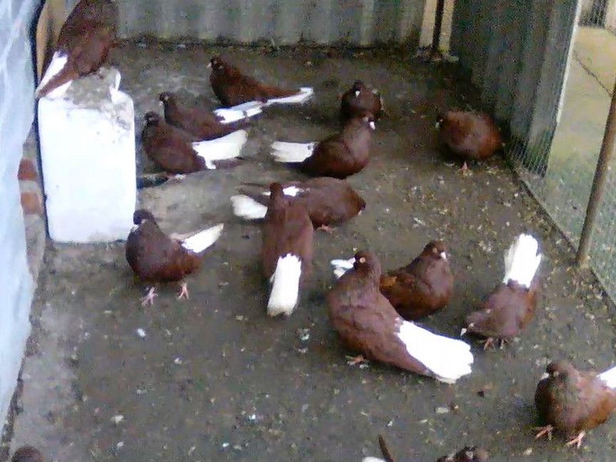 Продам голубей вишневые бархатные белохвостые