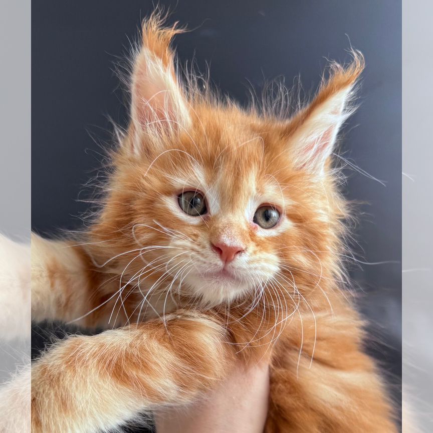 Мейн-кун котёнок