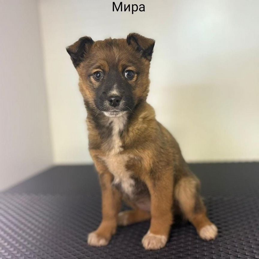 Щенок в добрые руки