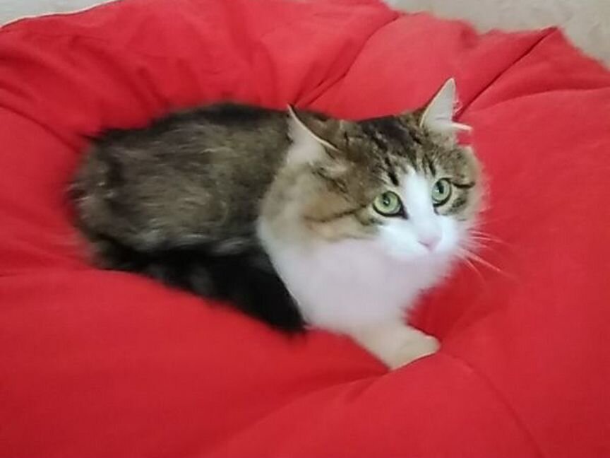 Кастрированный котик в добрые руки