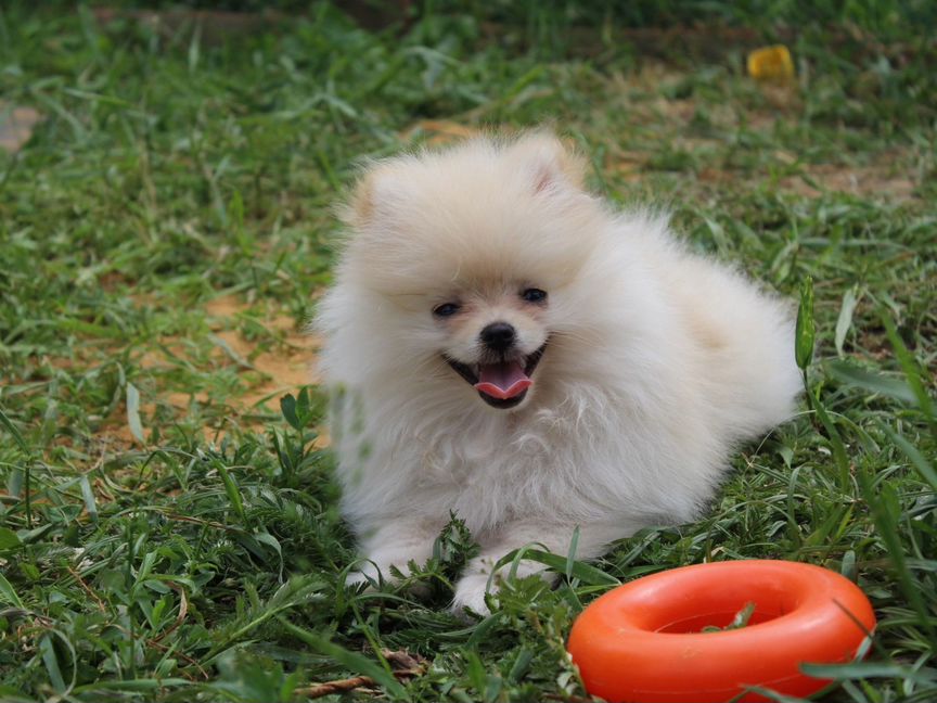 Девочка супер мини РКФ