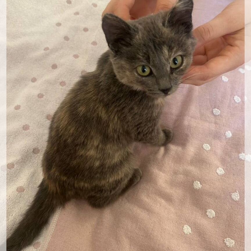 Отдам котенка в добрые руки