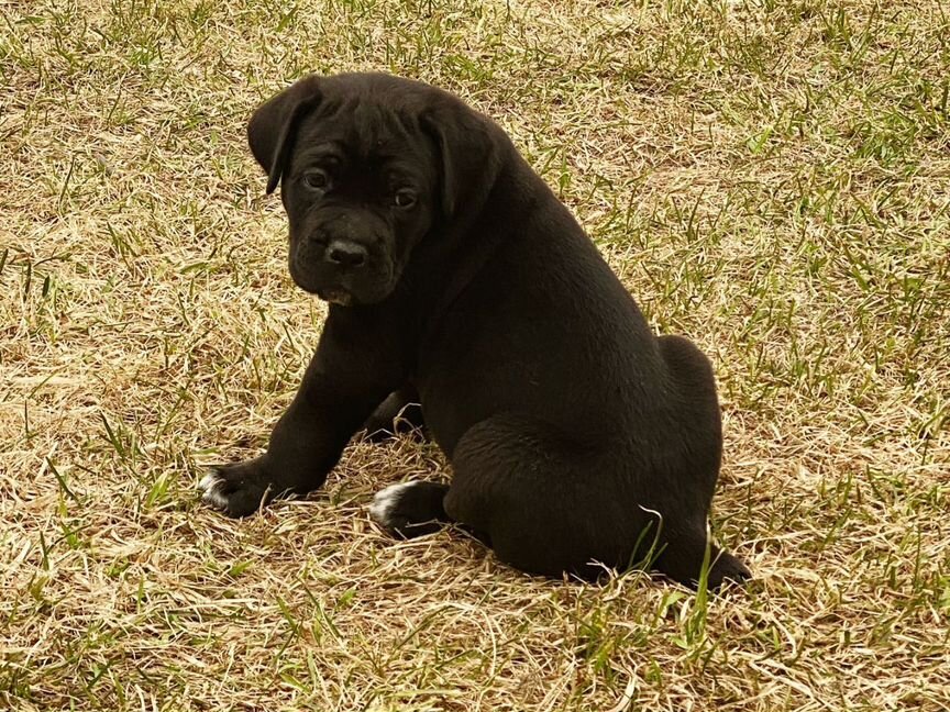 Собаки щенки кане Корсо