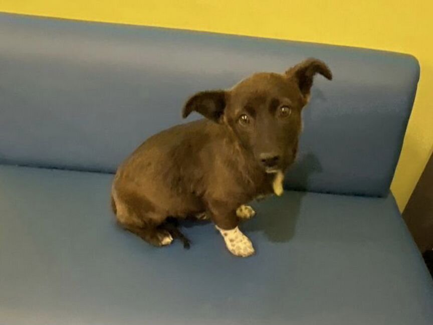 Маленький щенок Тори в добрые руки