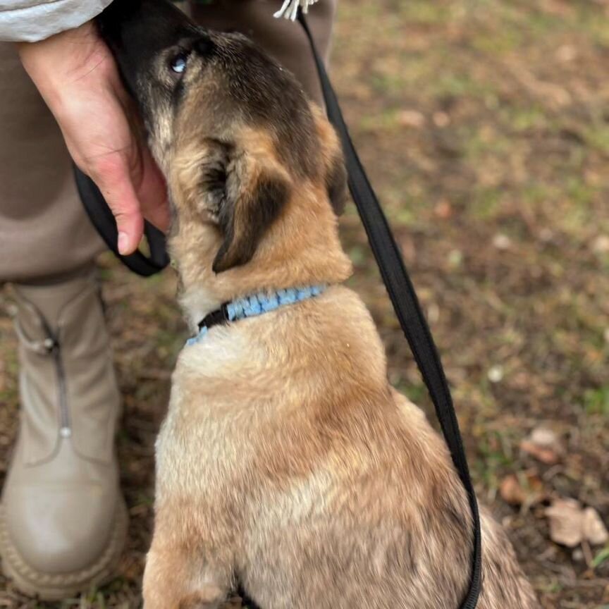 Отдаем собаку в добрые руки