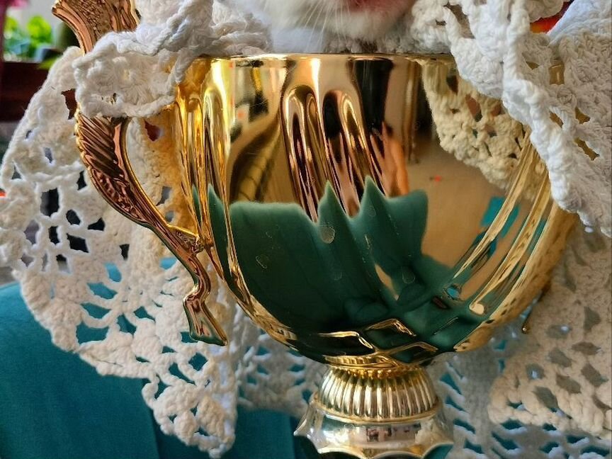 Рэгдолл миттед мальчик