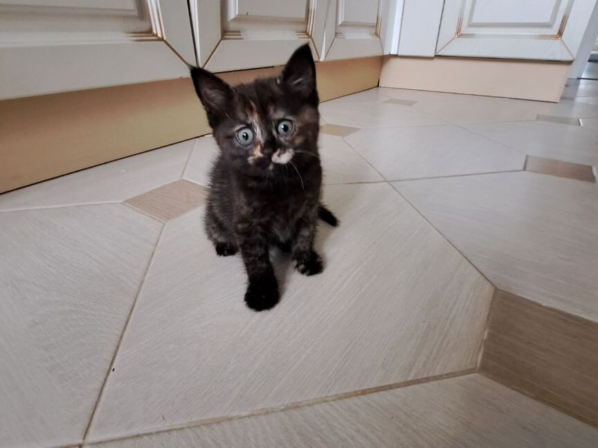 Кошка помесь шотландский прямоухой