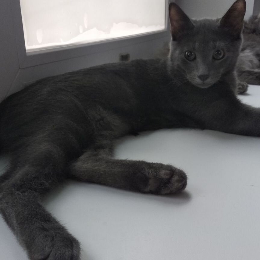 Умные,красивенные котята 4мес