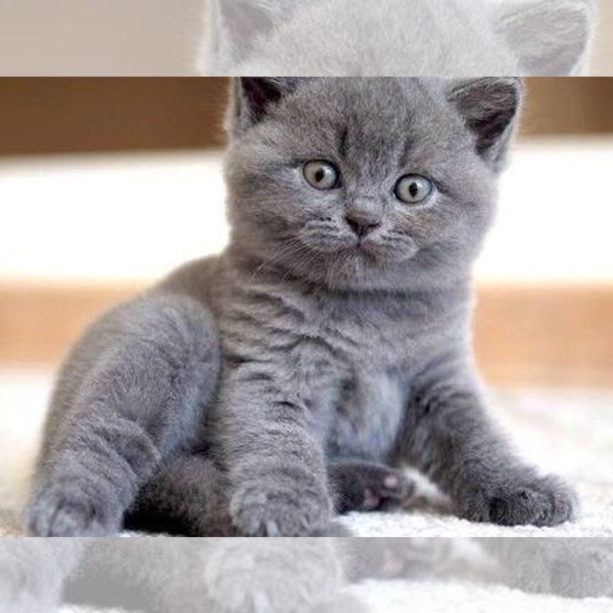 Британские котята короткошерстные