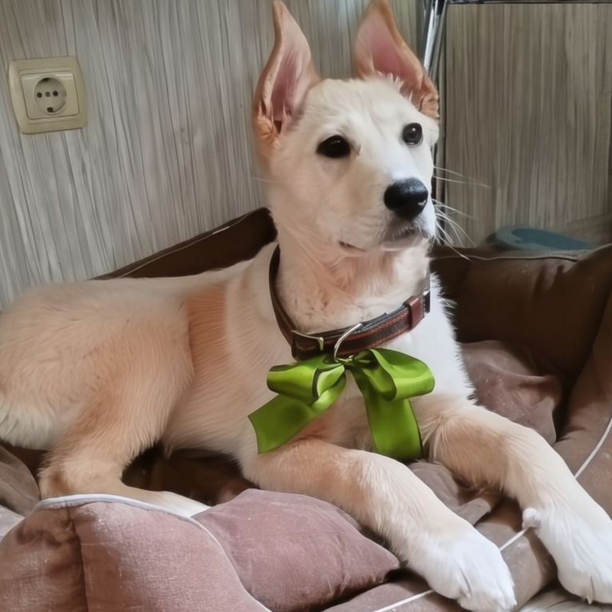 Щенок в добрые руки