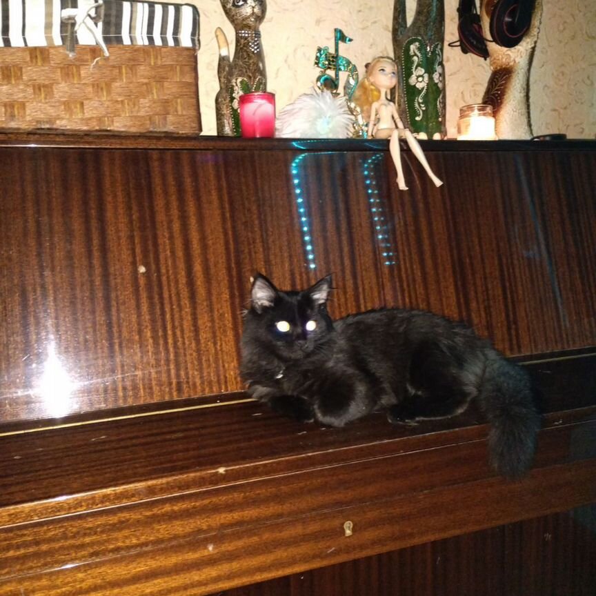 Котята мальчик и девочка в добрые руки
