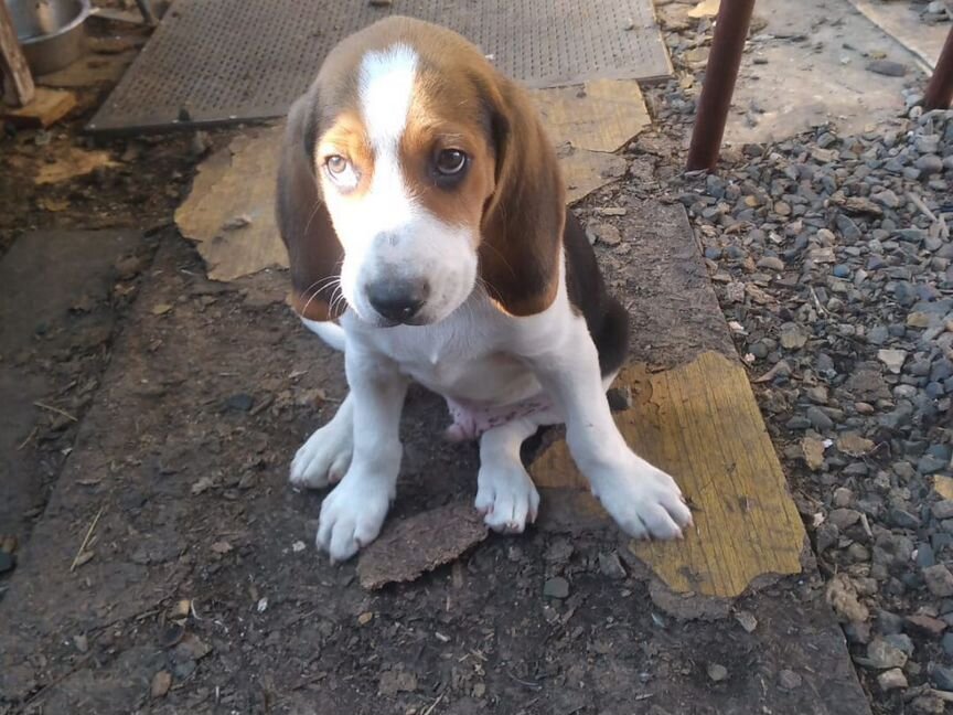 Эстонская гончая щенки